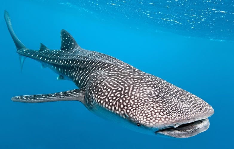 Whale Above the Stars. How the Groth star tracking algorithm… | by Emma ...