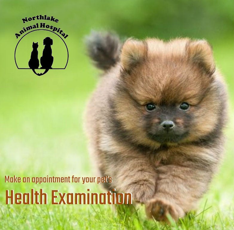 Comprehensive Health Exam for Pets | by Northlake Animal Hospital | Medium