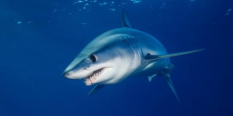 Mako Shark. The Mako shark, also referred to as… | by Infinite ...