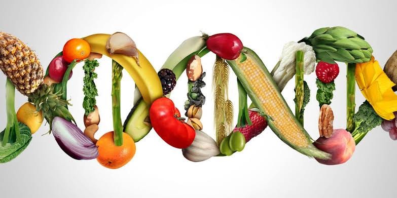Genetically modified organisms(GMOs) and Their Effects | by Talatwrites ...