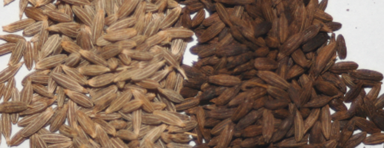 Toasted Cumin Seeds. Cumin seeds appear frequently in my… | by Landon M ...