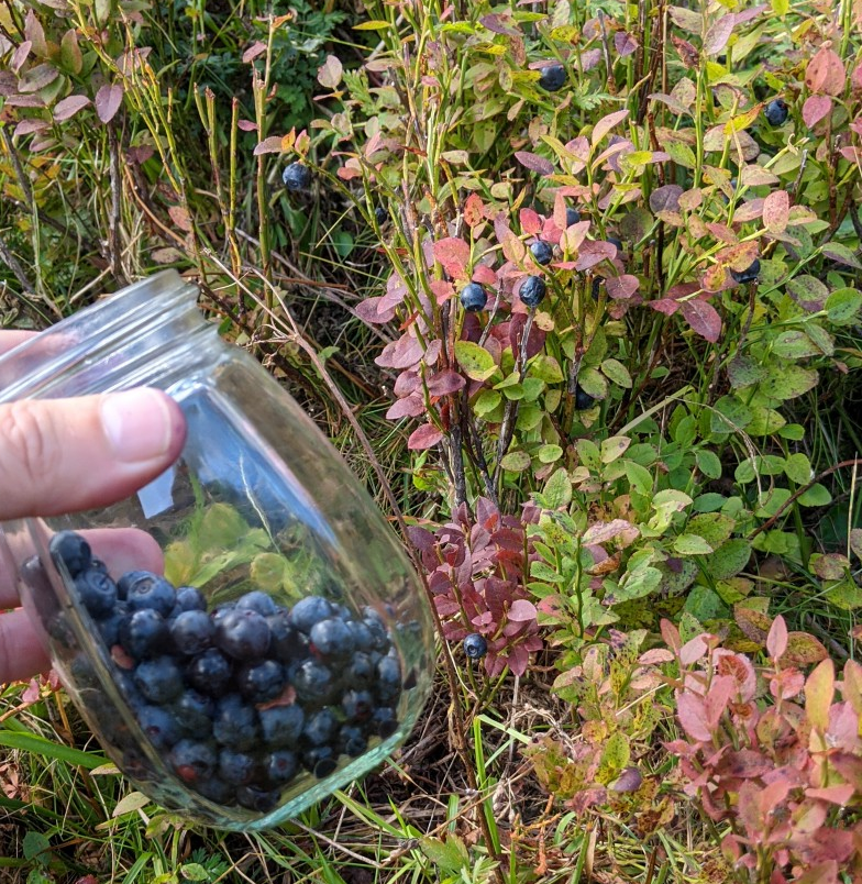 Abundant wild blueberries in the Alps! | by LucianoSphere (Luciano ...