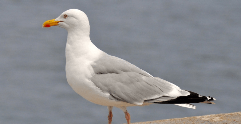 Seagull Control Explained. Seagulls are a growing problem in the… | by ...