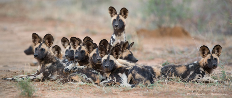 Putting African Wild Dog at the Scenter of Human-Wildlife Conflict | by ...