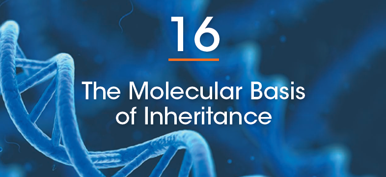 Campbell #16 Nucleic Acids and Inheritance | by Thanrada Yawichai | Medium