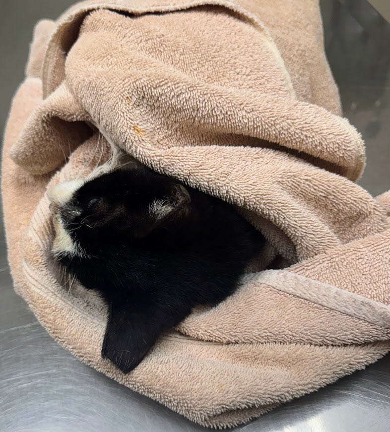 Sad Lessons From a Dying, Feral Cat — Have You Ever Lost A Beloved Pet ...