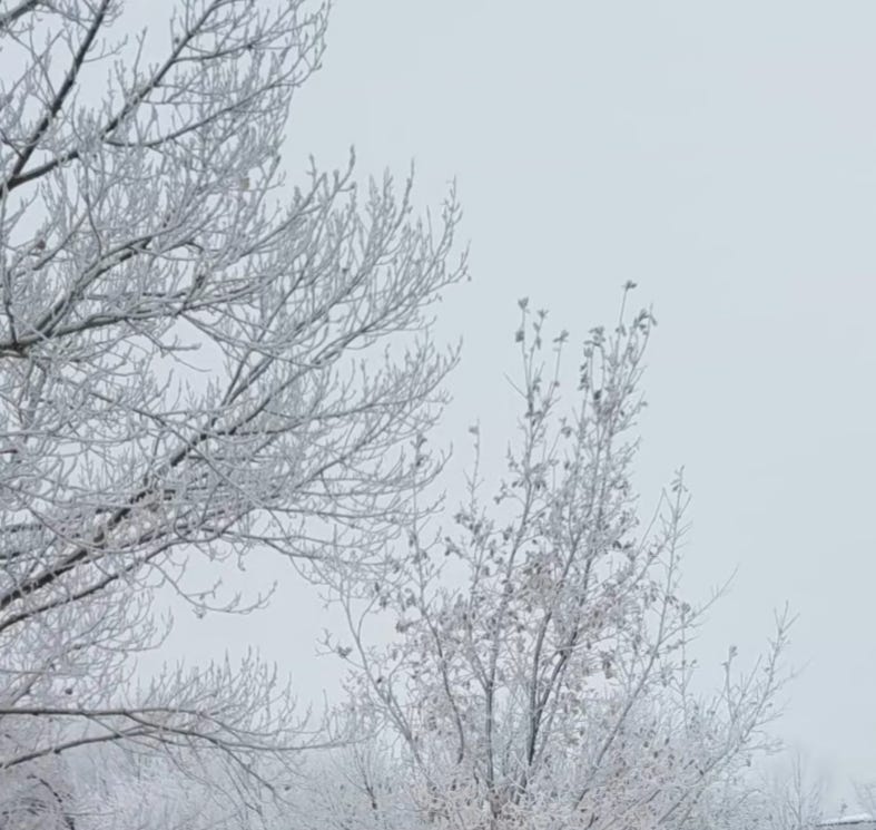 Frost. A lovely sight on winter mornings | by Paula Shablo | iPoetry ...