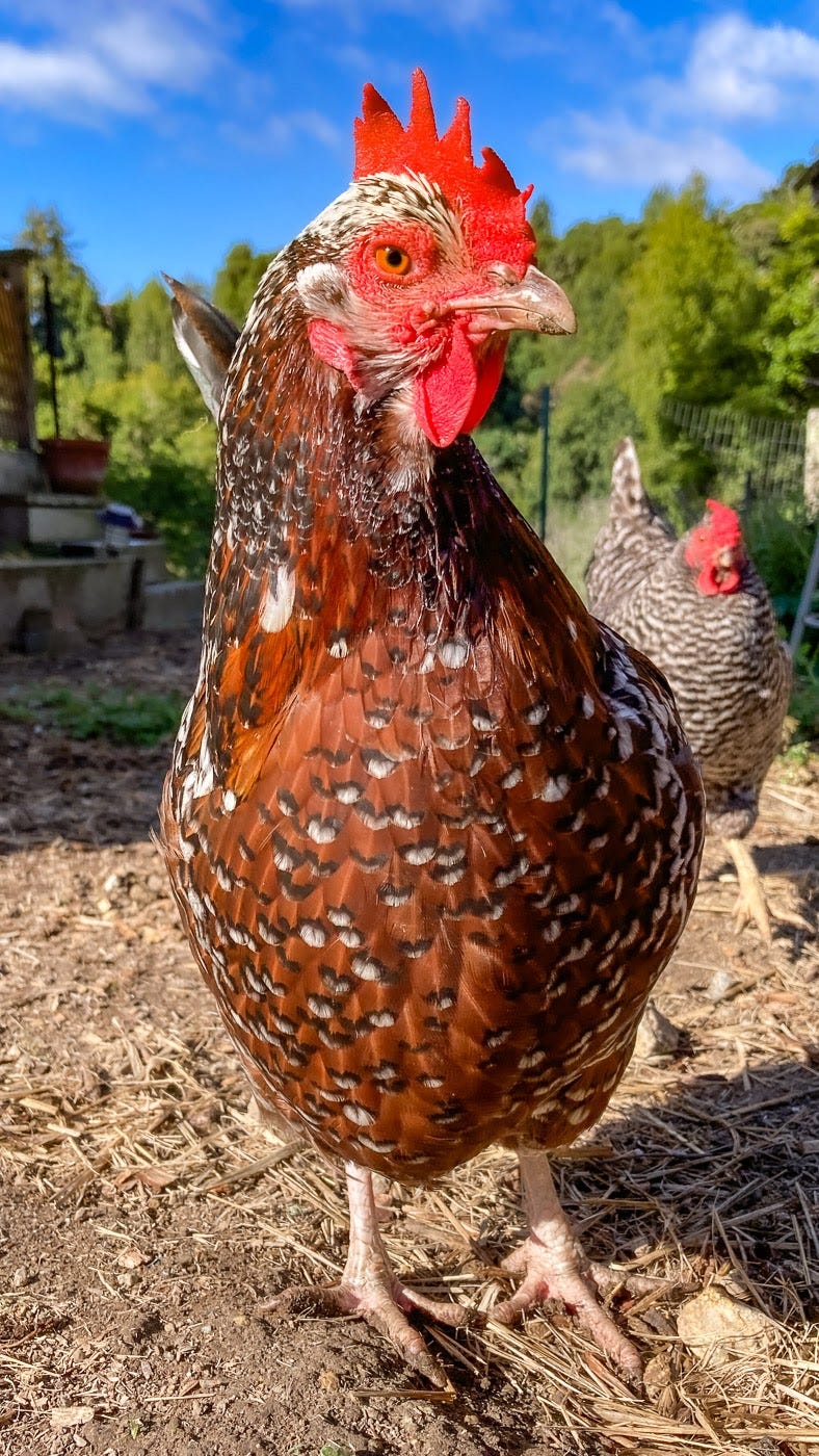 Raise Backyard Chickens for Companionship or for Eggs | by Randy ...