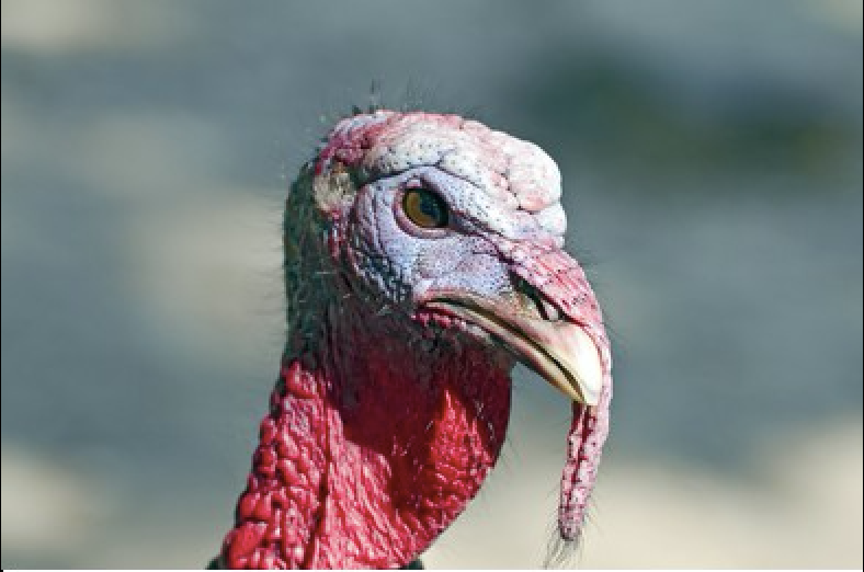 Gobbles The Turkey Forced To Apologize For Inflammatory Tweets | by ...