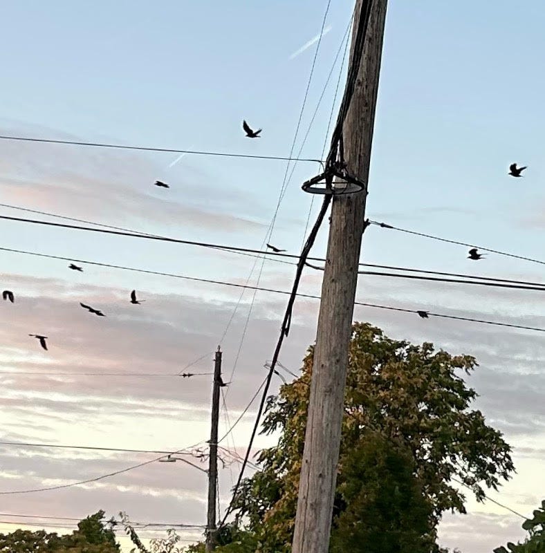 The crows fly each evening this time of year | by Richard Gilpin | Medium