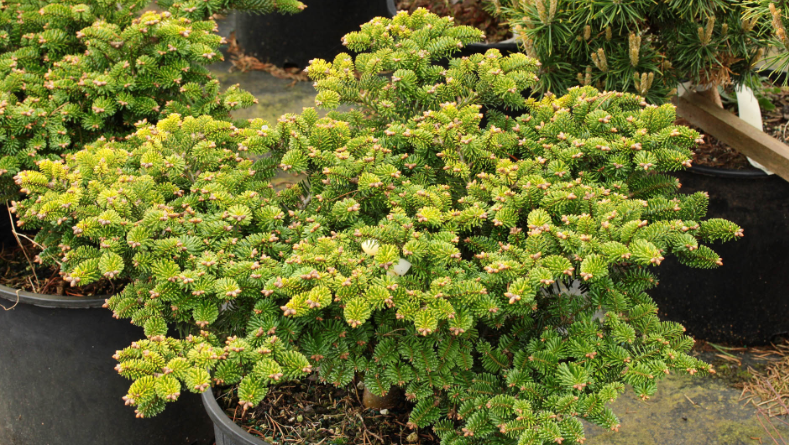 Benefits of Having Dwarf Conifers in Your Garden - Taylor Wills 🌲🐾🐧🫀 ...