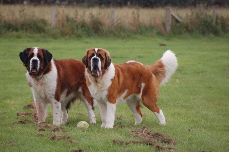 Identifying dog breeds from photos, using CNNs and Transfer Learning ...