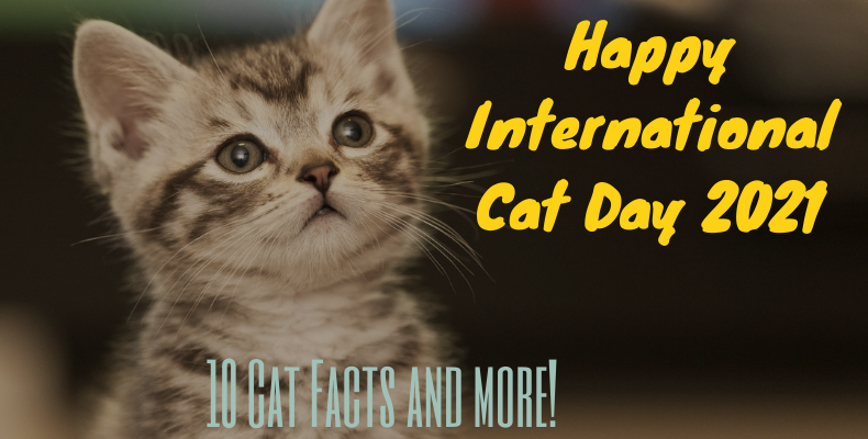 Happy International Cat Day!. August 8 is International Cat Day — a ...