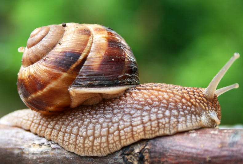 The story of the house of the snail | by Magzoubmahhmed | Medium