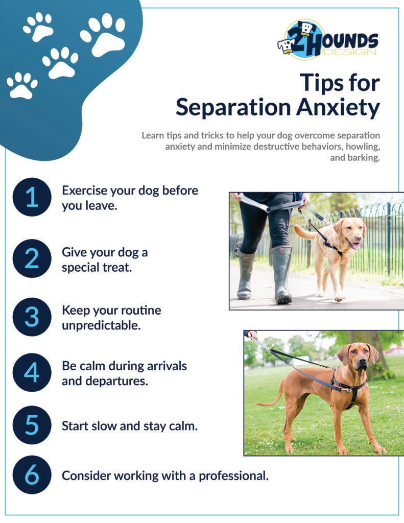 How to Deal With Dog Separation Anxiety: Proven Tips | by Margaret ...