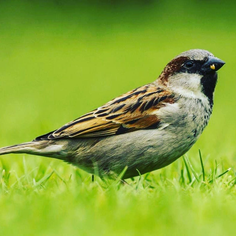 “Fear not, therefore; you are of more value than many sparrows ...