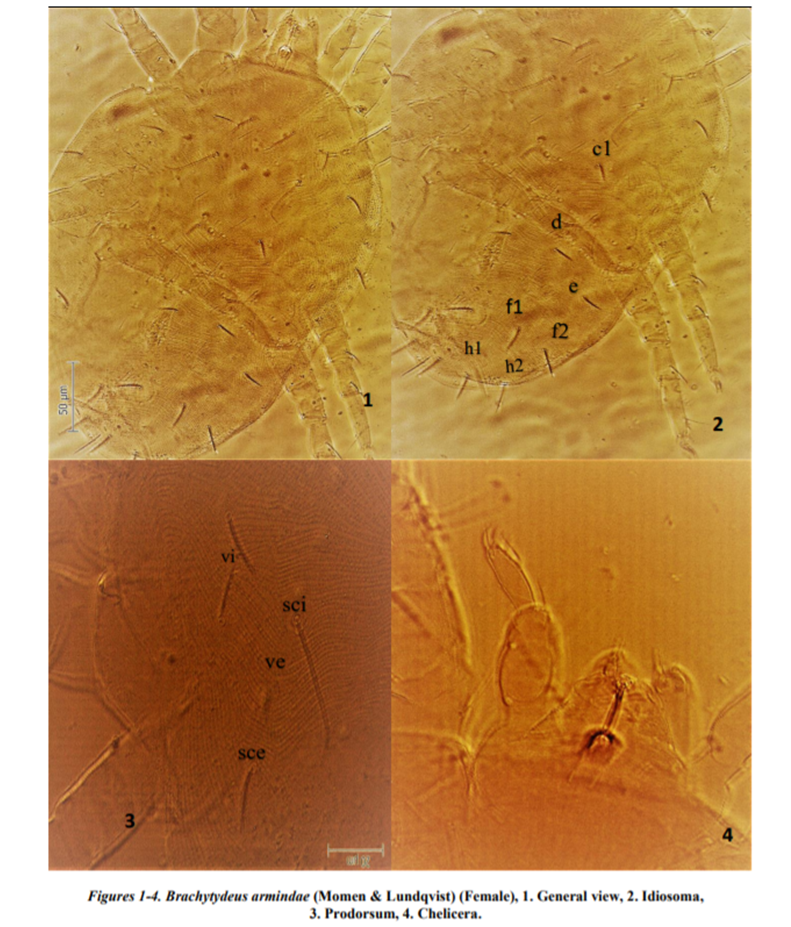 Brachytydeus armindae (Momen & Lundqvist, 2005); a new tydeid record ...