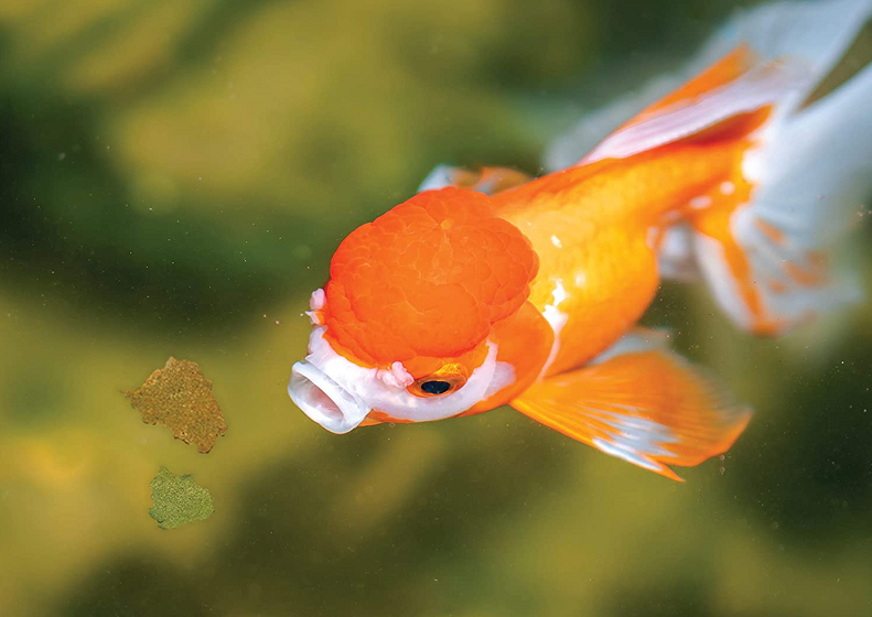 Best Goldfish Food — Our top picks | by Best Aquariums | Medium