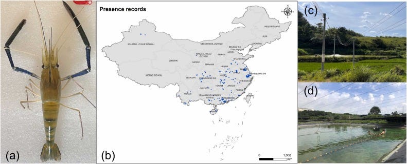 Predicting Aquaculture Potential of an Essential Shrimp via Species ...