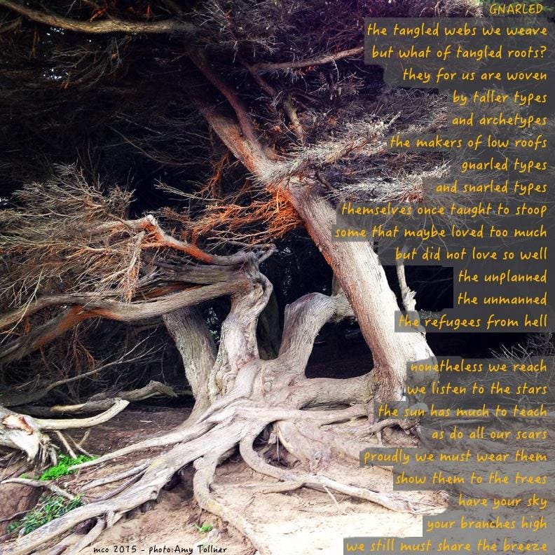 Gnarled. the tangled webs we weave | by Mark Olmsted | The Bad ...