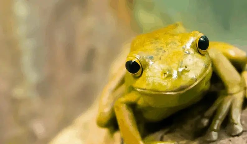 The Tiny Frog Story-NEVER GIVE UP!!! | by Anusha | Medium