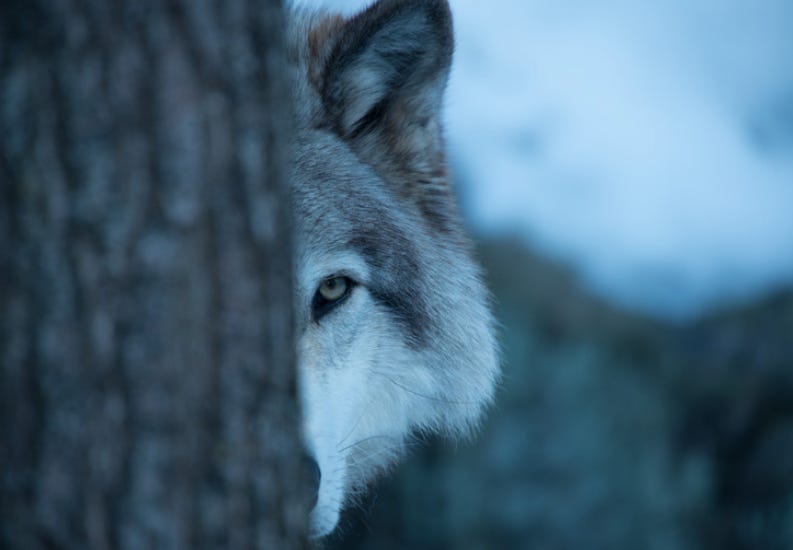 “The Rise of the Lone Wolf: Understanding the Trend of Men Going Solo ...