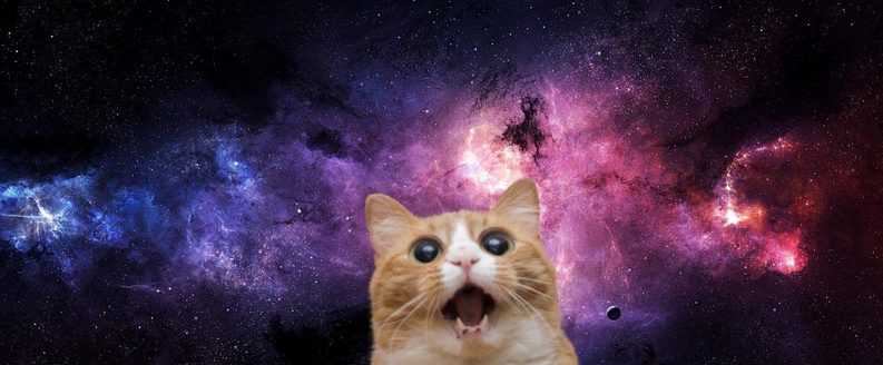 Star Trek Episode 2022: Spaced-Out Cats — a parable | by Mojowilder ...