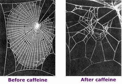 Caffeine Spider CABINET / Spiders Under The Influence