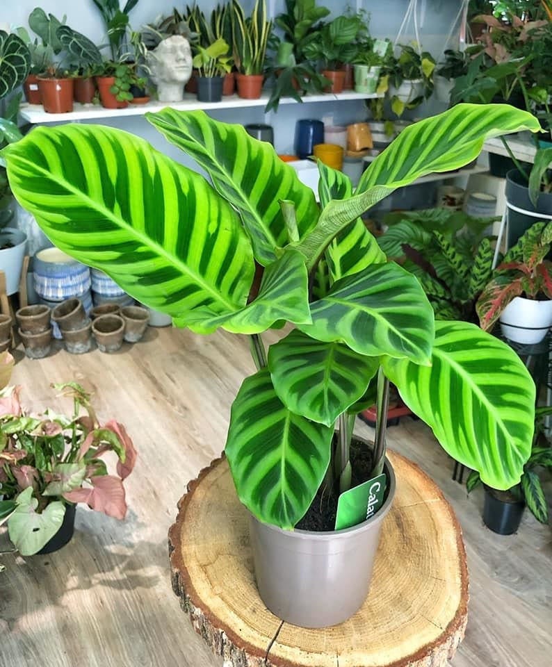 How to care for Calathea Couture and their significance | by Muhammad ...