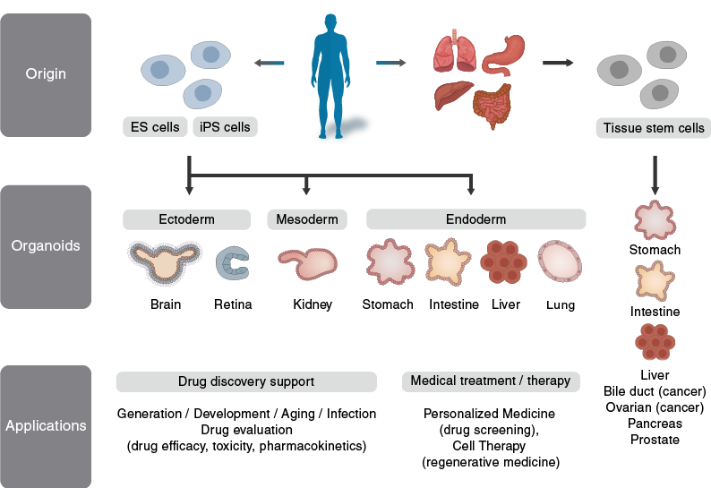 Review a research article #4: Inferring and perturbing cell fate ...