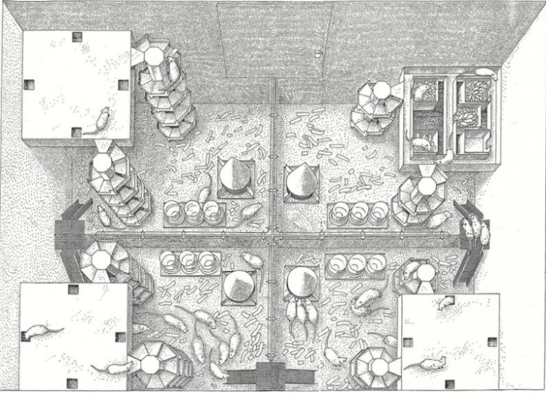 Initial Research. Universe 25 (Mouse Utopia) | by Farron | Medium