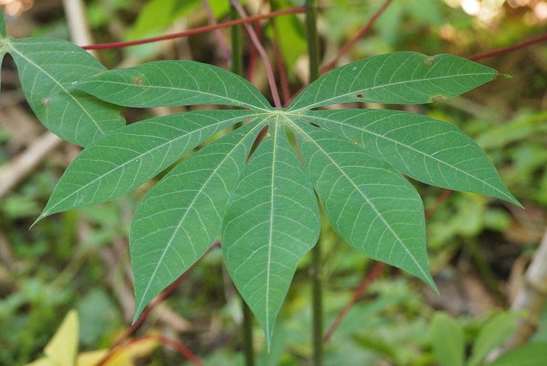 Cassava Leaf Disease Detection(2020) Writeup | by Mohneesh S ...