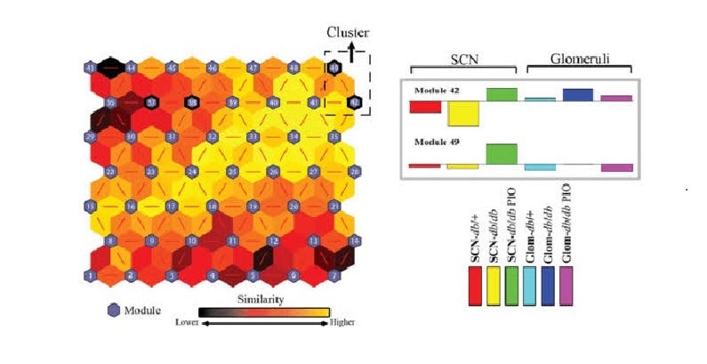 Self Organizing Map (SOM). Self Organizing Feature Map (SOM)… | by Sri ...