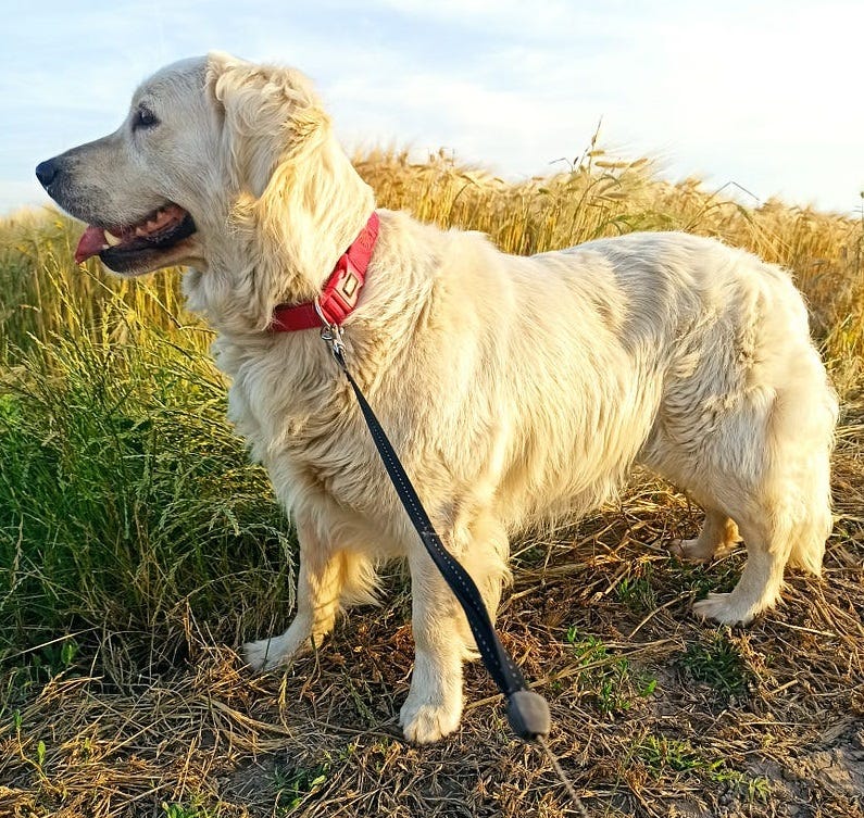 How A Life With Three Dogs Looks Like | Short. Sweet. Valuable.