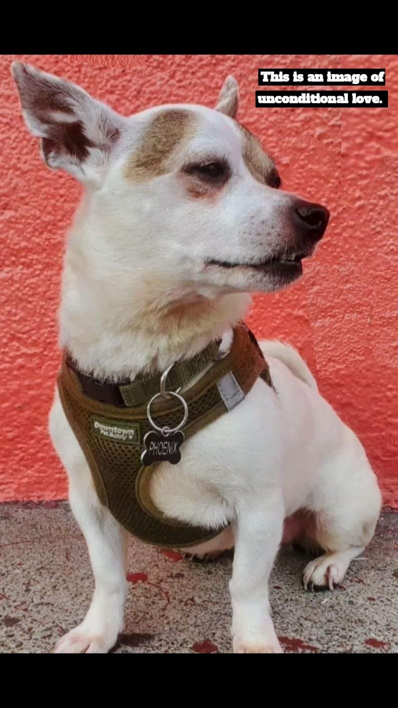 A LOVE LETTER TO MY DOG | by Marc Powell | Medium