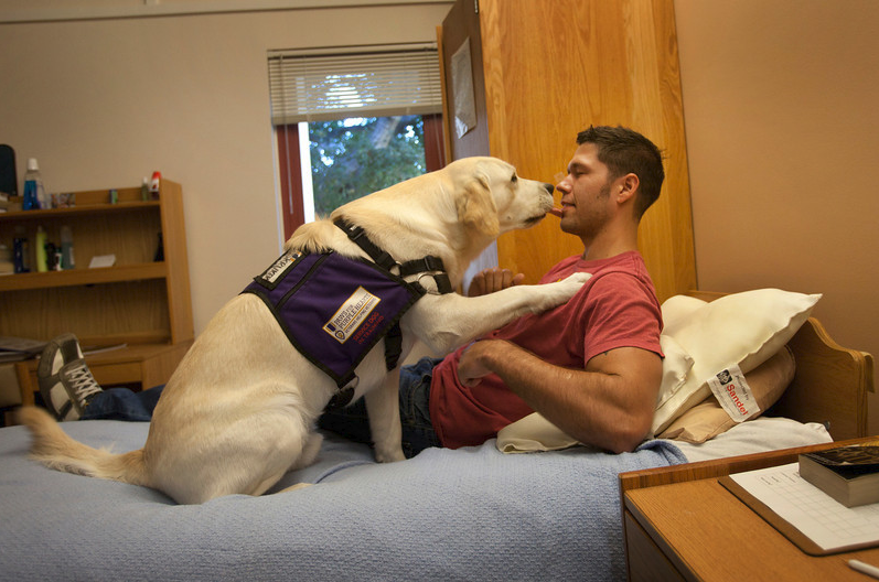 Fight Stress with Fur — the New Age of Emotional Support Animals | by ...