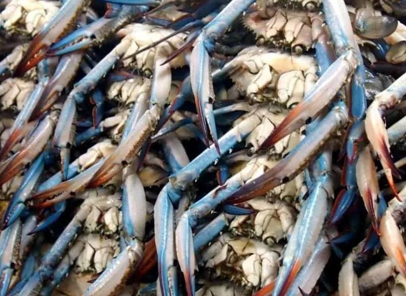 The Fish and Dates Market Dubai UAE | by Muhammad Rehman | Medium