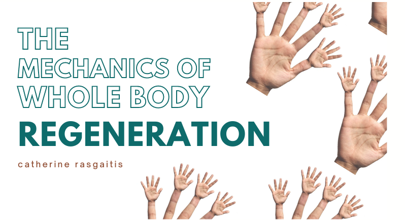 The Mechanics of Whole Body Regeneration | by Catherine Rasgaitis ...