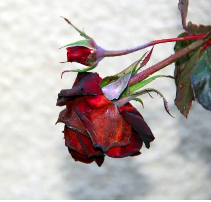 The Dignified Blossom - Dhriti Saini - Medium