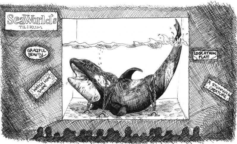 5 Reasons why Seaworld needs to be closed down. | by Peter Doak | Medium