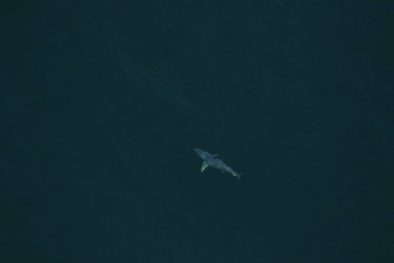 Shortfin Makos in Dire Need of Protection | by Defenders of Wildlife ...