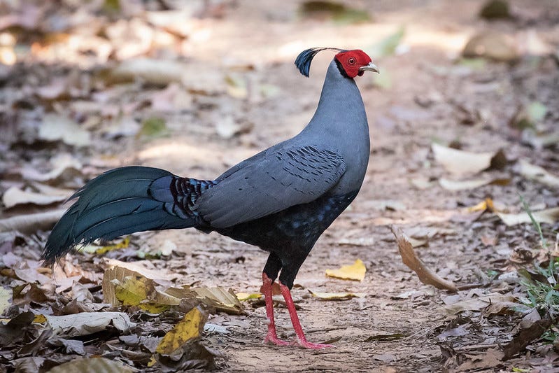Siamese Fireback Pheasant Most Popular Bird | by Pets Of usa | Medium