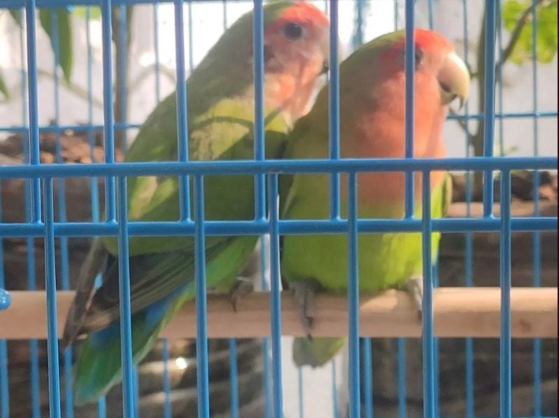 Avian Amazement: Unleash the Extraordinary with Bird-Shop.de | by Birdshop | Feb, 2024 | Medium