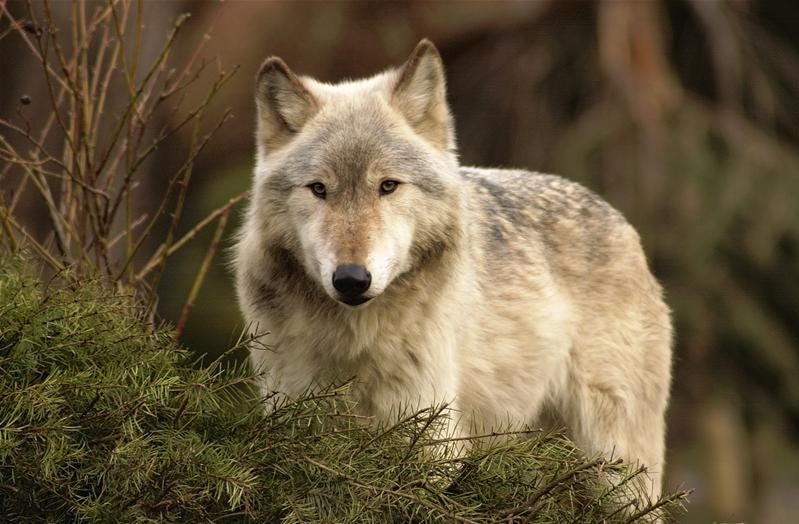 Climate Leaders Taking Cues From Nature To Inspire Optimism | by Nikki Pava | Alegria Partners ...