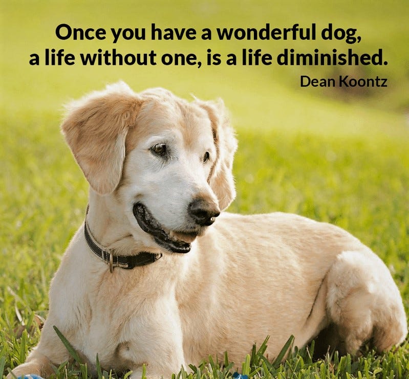 Perfect guide for imperfect dog owners! | by Aneeb Ahmad(SEO Expert ...