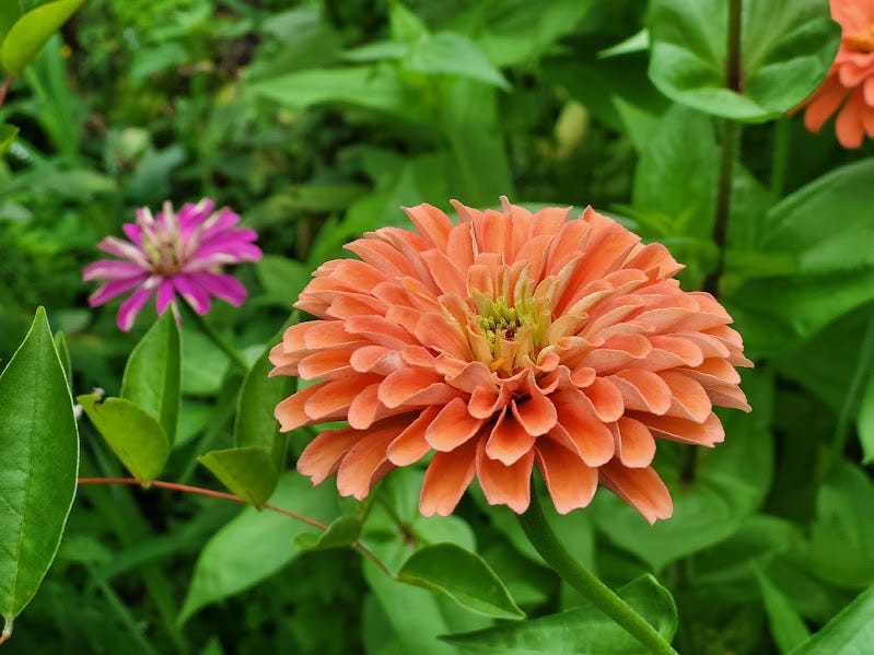 Professional Cut Flower Growers’ Secret to Long, Straight Stems | by ...
