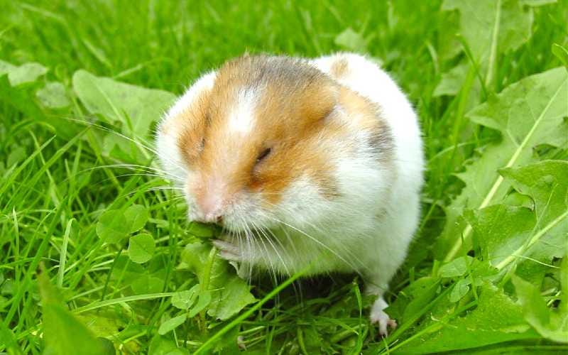 Are Hamsters Rodents?. Short answer, yes. Hamsters are… | by Amy Green ...