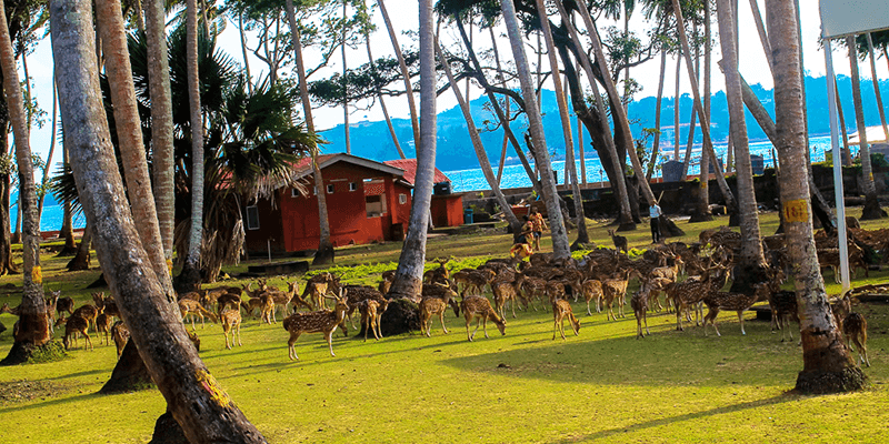 An Andaman Holiday, like NEVER before! | by Florina Soren | Medium