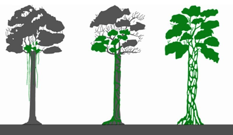 Modernizing Legacy Systems with the Strangler Fig Pattern | by Orhan Can | Garanti BBVA ...