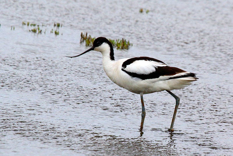 Avocet. A conservation success story | by John Welford | Gardening ...